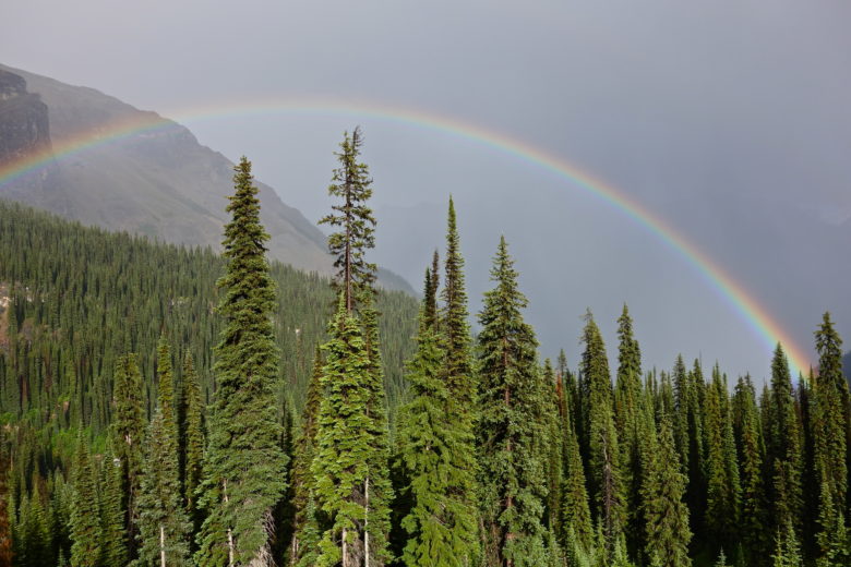 Earth's Day-Night Cycle Is Ideal for Trees - Reasons to Believe