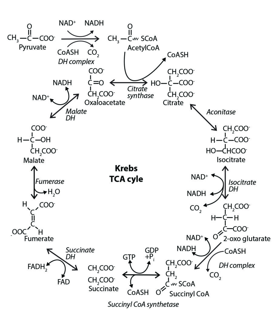 Krebs Cycle Origin Brings Case for Creation Full Circle - Reasons to ...