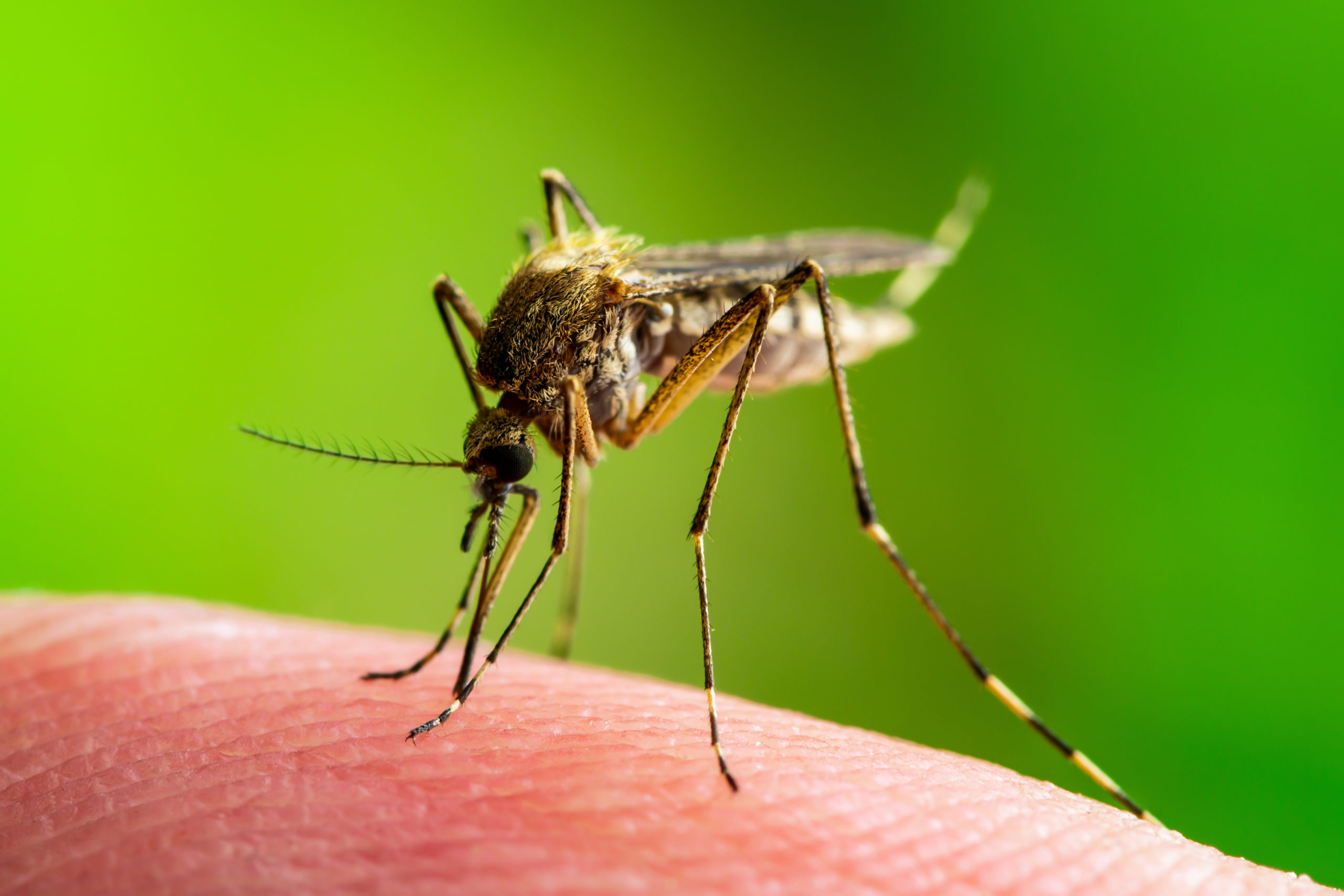 Why Would God Create Parasites? - Reasons to Believe