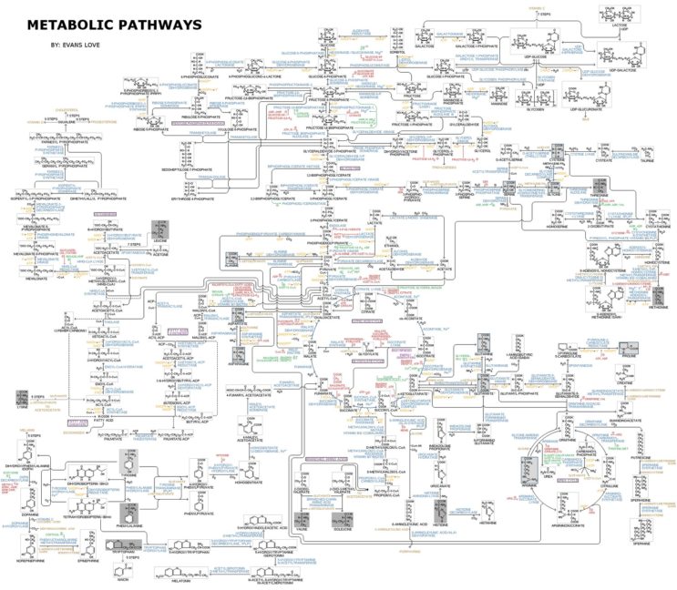 Evidence That the Cell’s Metabolism Is Planned - Reasons to Believe