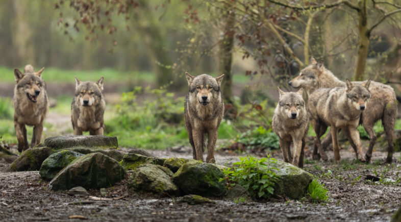 Wolf Predation Improves Moose Herd Health - Reasons to Believe