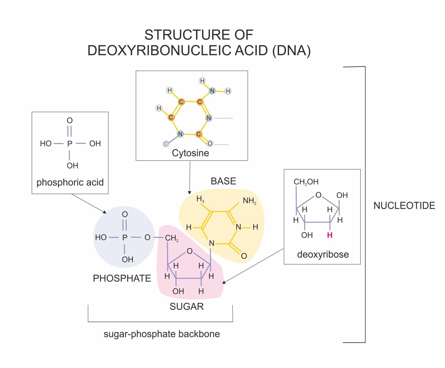 DNA’s Fine-Tuned Structure Minimizes Harmful Tautomers - Reasons to Believe