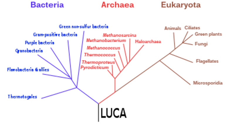 LUCA’s Complexity Challenges Evolutionary Origin of Life - Reasons to ...