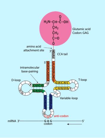 Just-Right RNA Structure Points to Intentional Design - Reasons to Believe