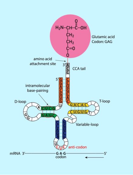 Just-Right RNA Structure Points to Intentional Design - Reasons to Believe