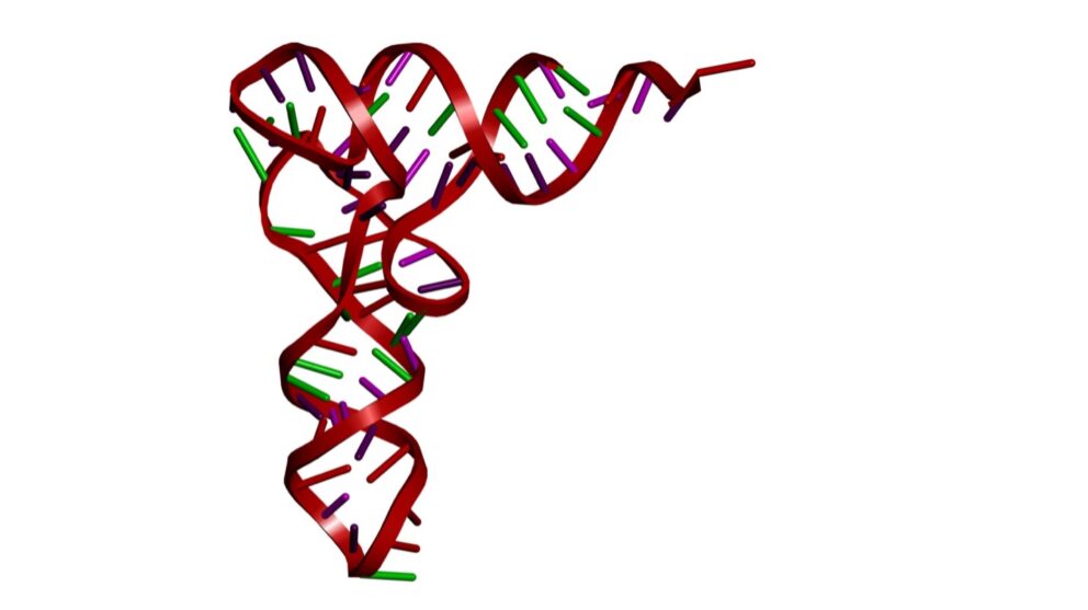 Just-Right RNA Structure Points to Intentional Design - Reasons to Believe