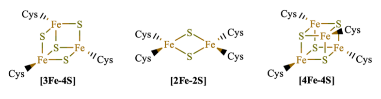 Mitochondrial Iron-Sulfur Clusters Reveal Design - Reasons to Believe