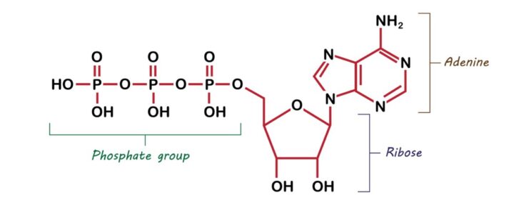 Why ATP? A Creation Model Perspective - Reasons to Believe