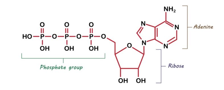 Why ATP? A Creation Model Perspective - Reasons to Believe