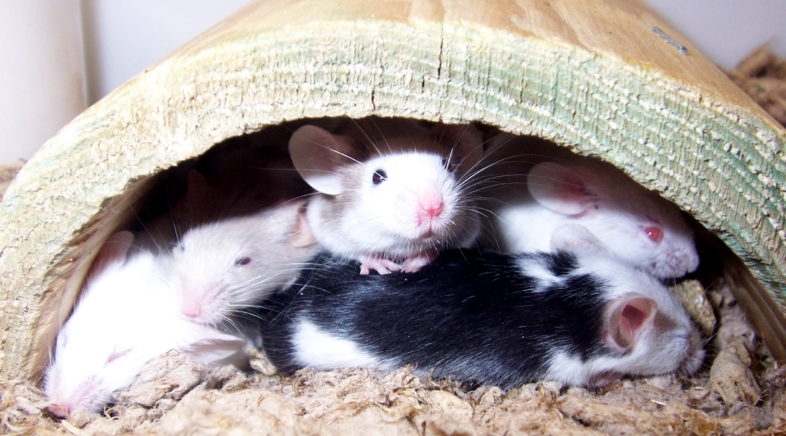 Life Design Shows Empathetic Transfer of Pain and Relief - Reasons to ...