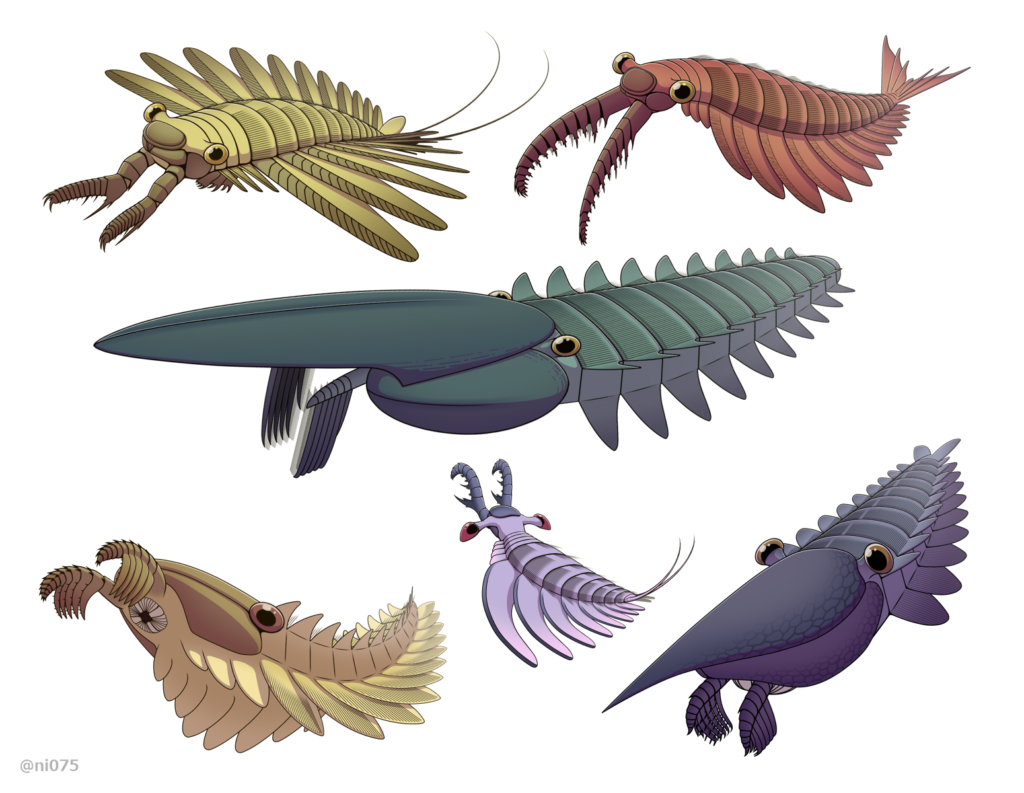 Cambrian Creatures’ Diverse, Complex Eyes Reinforce Creation Narrative ...