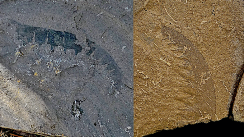 Cambrian Creatures’ Diverse, Complex Eyes Reinforce Creation Narrative ...