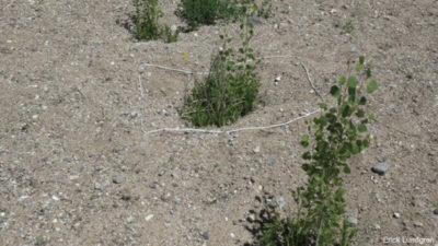 Donkeys and Horses: Desert Ecosystem Engineers - Reasons to Believe