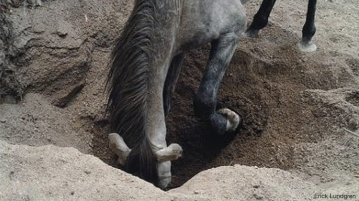 Donkeys and Horses: Desert Ecosystem Engineers - Reasons to Believe